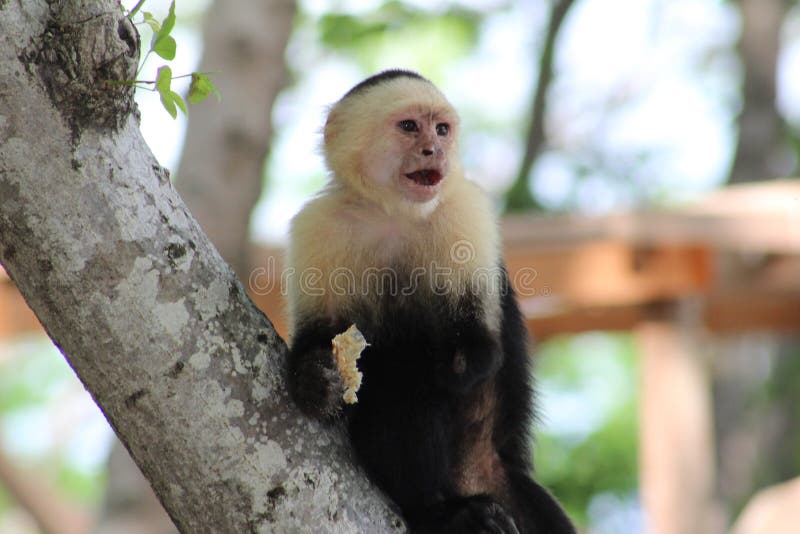 Macaco Dirigido Branco Do Capuchin Na Gaiola Em Costa Rica Imagem de ...