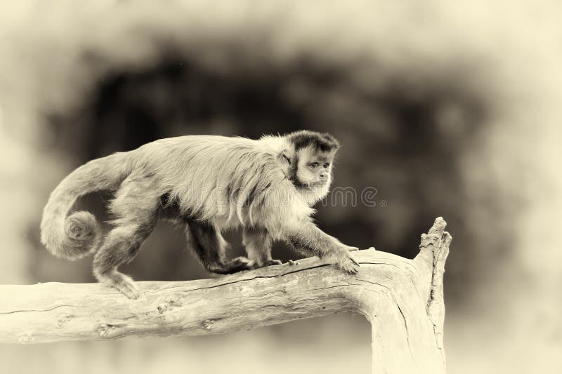 Macaco Branco Do Capuchin Em Um Ramo Efeito Do Vintage Foto de Stock ...