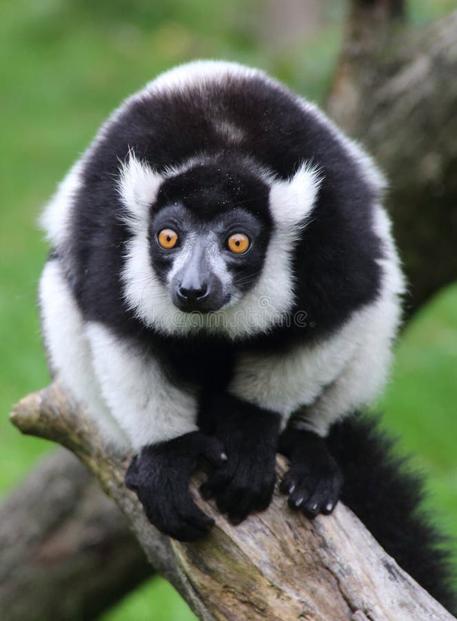 Macaco branco e preto foto de stock. Imagem de doce, colocar - 61701892