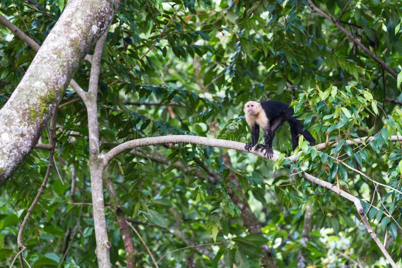 Macaco Branco Enfrentado Ou Do Capuchin Foto de Stock - Imagem de curso ...