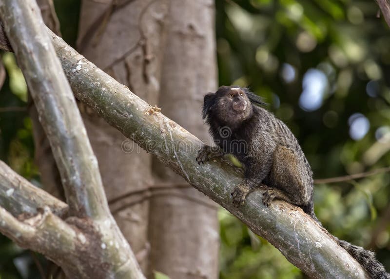 Macaco Brasileiro Selvagem No Ramo Imagem de Stock - Imagem de animal ...