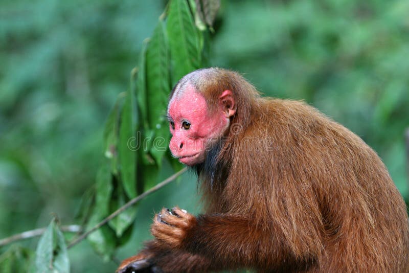Macaco calvo de Uakari foto de stock. Imagem de selva - 39682458