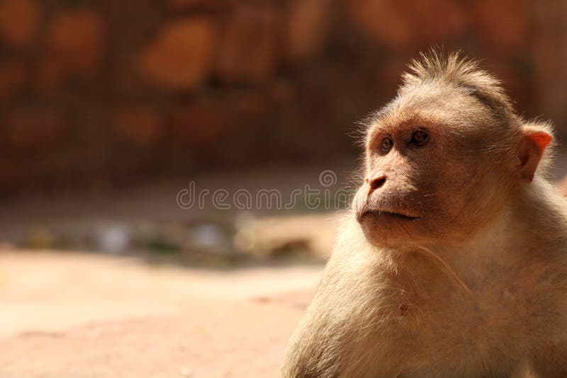 Macaco-macaco-capim No Forte De Badami Imagem de Stock - Imagem de ...