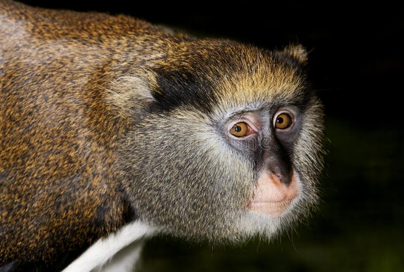Macaco Cercopithecus Campbelli Adulto Imagem de Stock - Imagem de ...