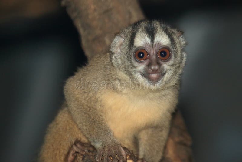 Macaco da noite foto de stock. Imagem de espécie, américa - 118726772