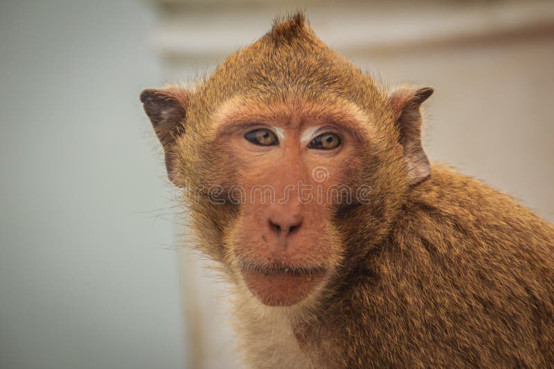 Macaco a Coda Lunga O Macaco Di Granchio-cibo (fascicularis Del Macaca ...