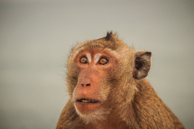 Macaco a Coda Lunga O Macaco Di Granchio-cibo (fascicularis Del Macaca ...