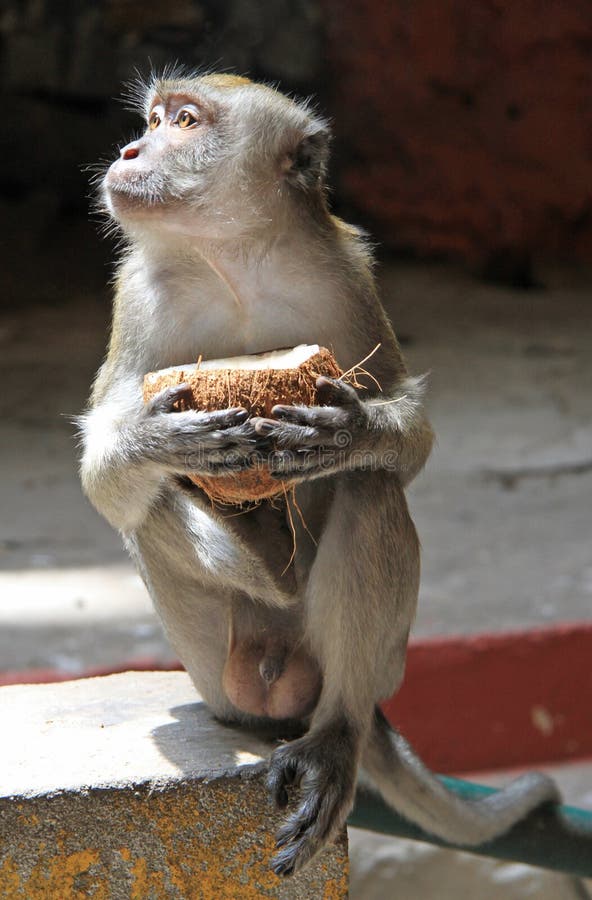 Macaco Com Coco, Cavernas De Batu Foto de Stock - Imagem de exterior ...