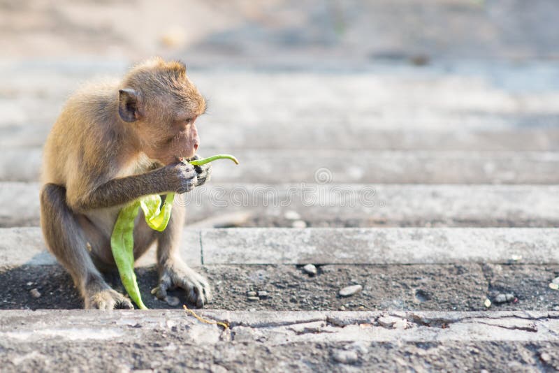 Macaco Com Fome Que Espera Mais Alimentos Imagem de Stock - Imagem de ...