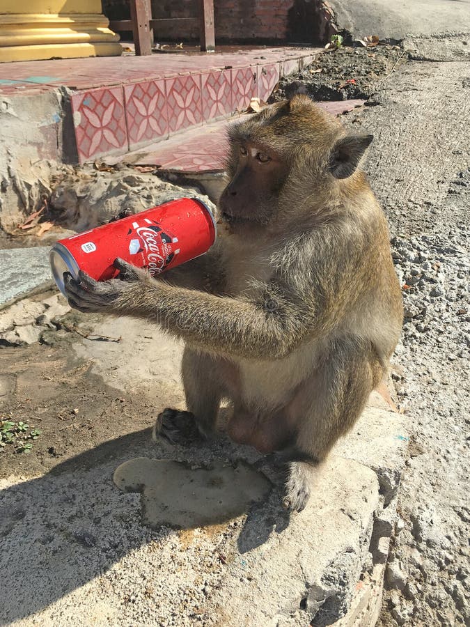 Macaco Sedento Bebe Suco Mirinda. Foto de Stock Editorial - Imagem de ...