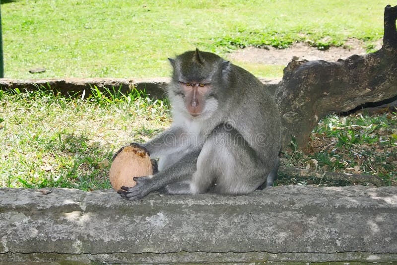 Macaco Com O Coco No Parque Foto de Stock - Imagem de cinzento ...