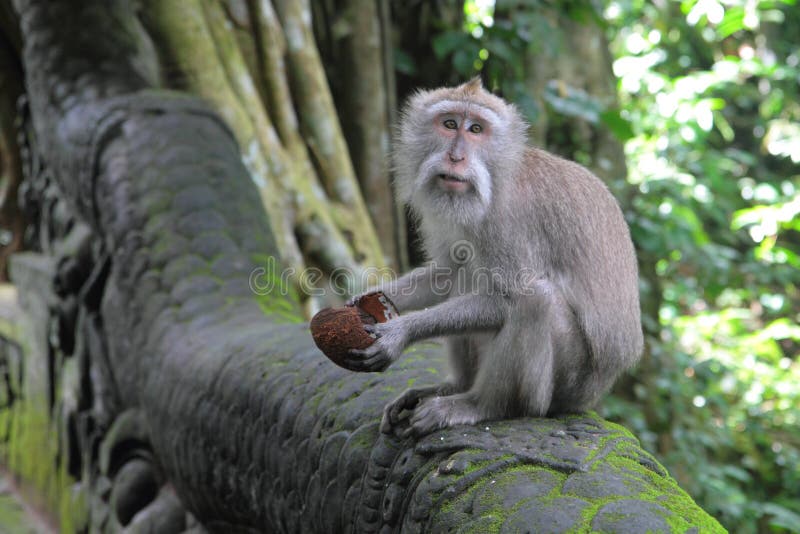 Macaco com um coco foto de stock. Imagem de indonésia - 24614376