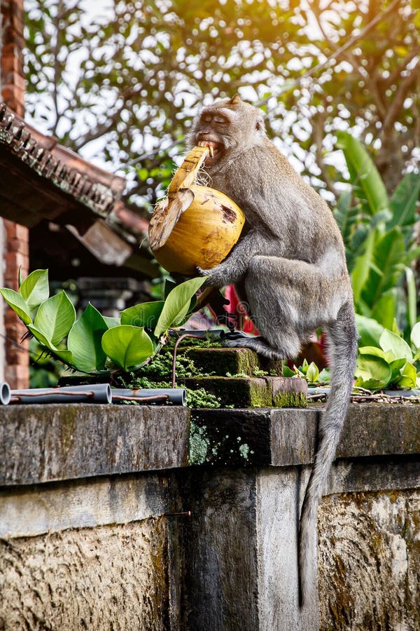 Macaco Comendo Coco Fresco Com Prazer Imagem de Stock - Imagem de fundo ...