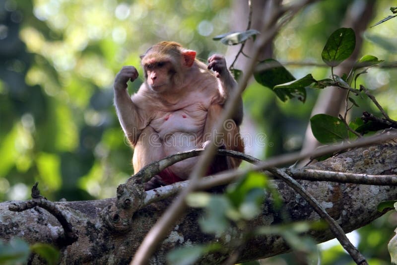 Camuflagem Comum Do Sapo Do Asiático No Tronco De árvore Foto de Stock ...