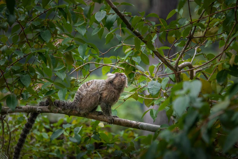 Macaco Comum Do Sagui - Rio De Janeiro, Brasil Imagem de Stock - Imagem ...
