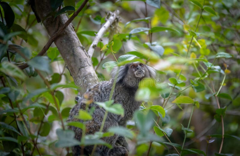 Macaco Comum Do Sagui - Rio De Janeiro, Brasil Foto de Stock - Imagem ...