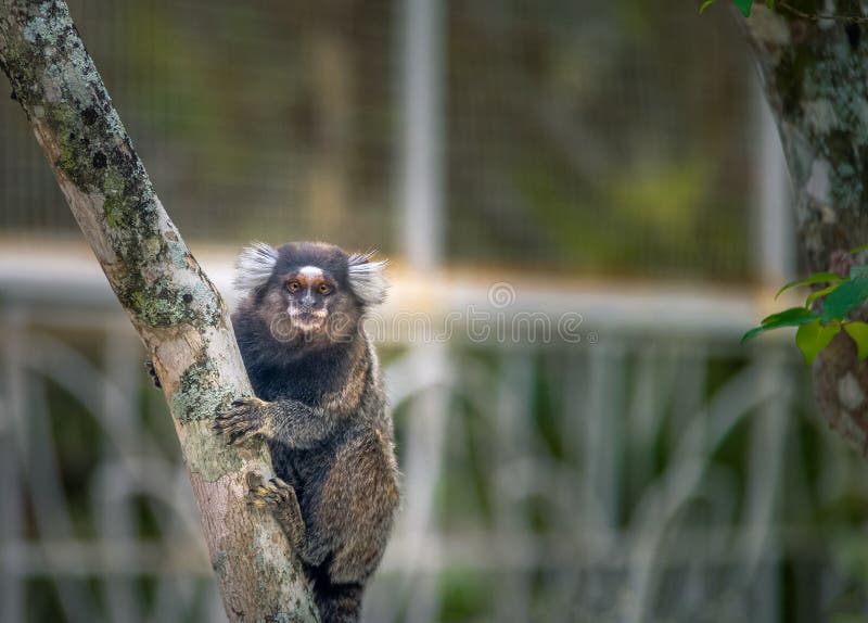 Macaco Comum Do Sagui - Rio De Janeiro, Brasil Foto de Stock - Imagem ...