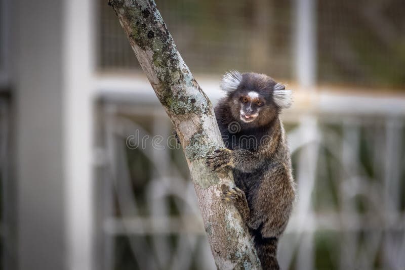 Macaco Comum Do Sagui - Rio De Janeiro, Brasil Foto de Stock - Imagem ...