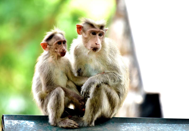 Macaco Comum Em Thekkady, Vida Da Floresta Foto de Stock - Imagem de ...