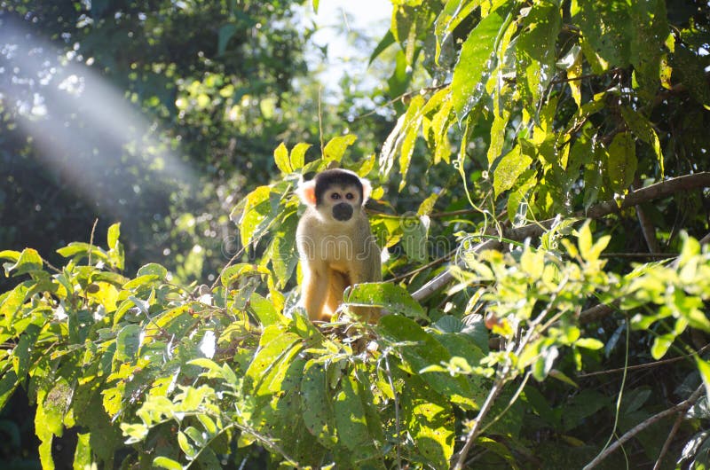 Macaco curioso foto de stock. Imagem de macaco, selva - 137268966