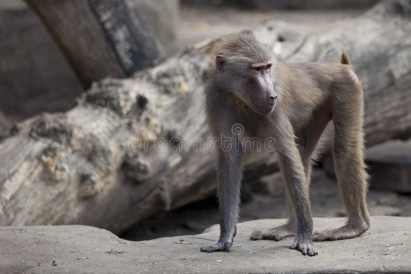 Macaco Curioso Sentado Na Cerca Verde Foto de Stock - Imagem de monte ...