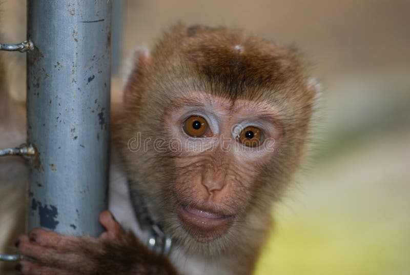 Macaco curioso foto de stock. Imagem de macaco, selva - 137268966