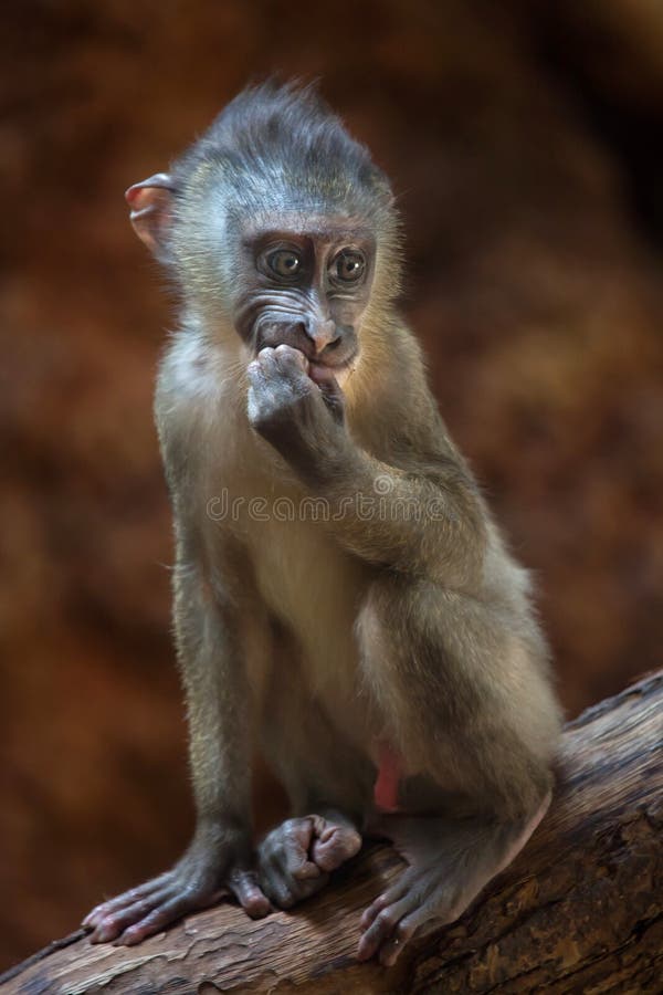 Macaco Da Broca (leucophaeus Do Mandrillus) Imagem de Stock - Imagem de ...