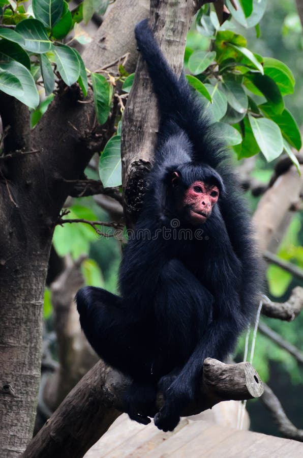 Macaco preto na árvore foto de stock. Imagem de primata - 30041952