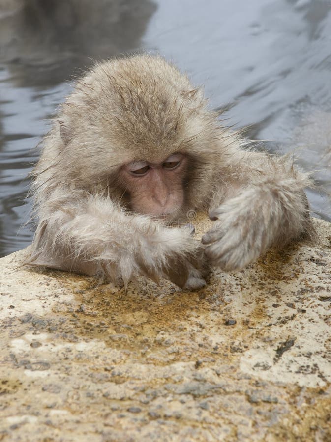 A Neve Japonesa Monkeys a Preparação No Macaque Japonês Da Associação ...