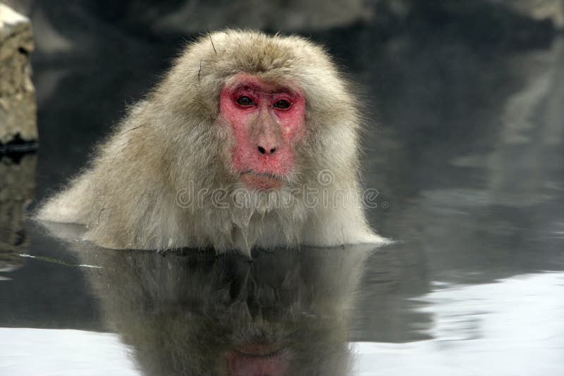 Macaco Macaco Japonês Macaca Fuscata, Sentado Na Neve, Hokkaido, Japão ...