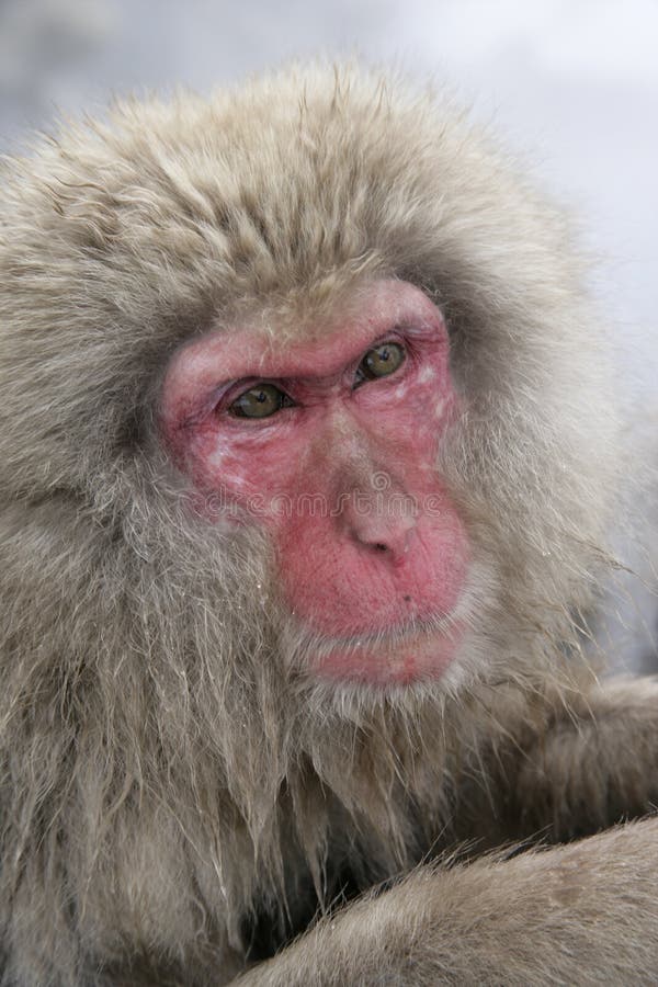 Macaco Da Neve Ou Macaque Japonês, Fuscata Do Macaca Foto de Stock ...