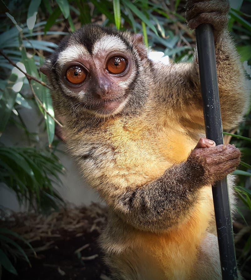 Macaco da noite foto de stock. Imagem de espécie, américa - 118726772