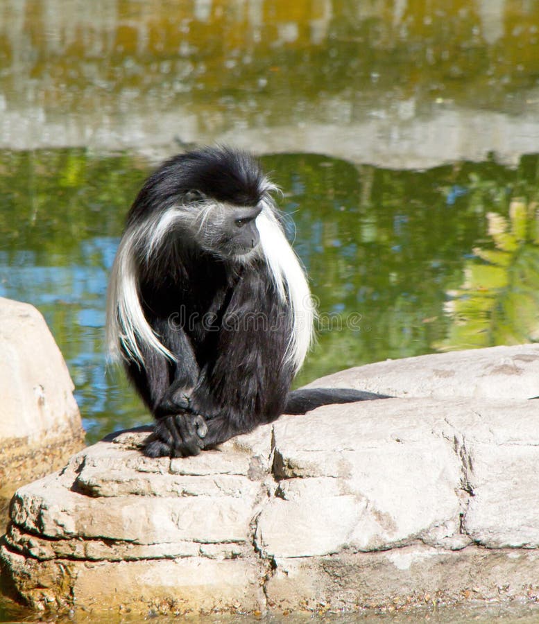 Macaco De Alngolan Colobos Do Juvenil Imagem de Stock - Imagem de ...