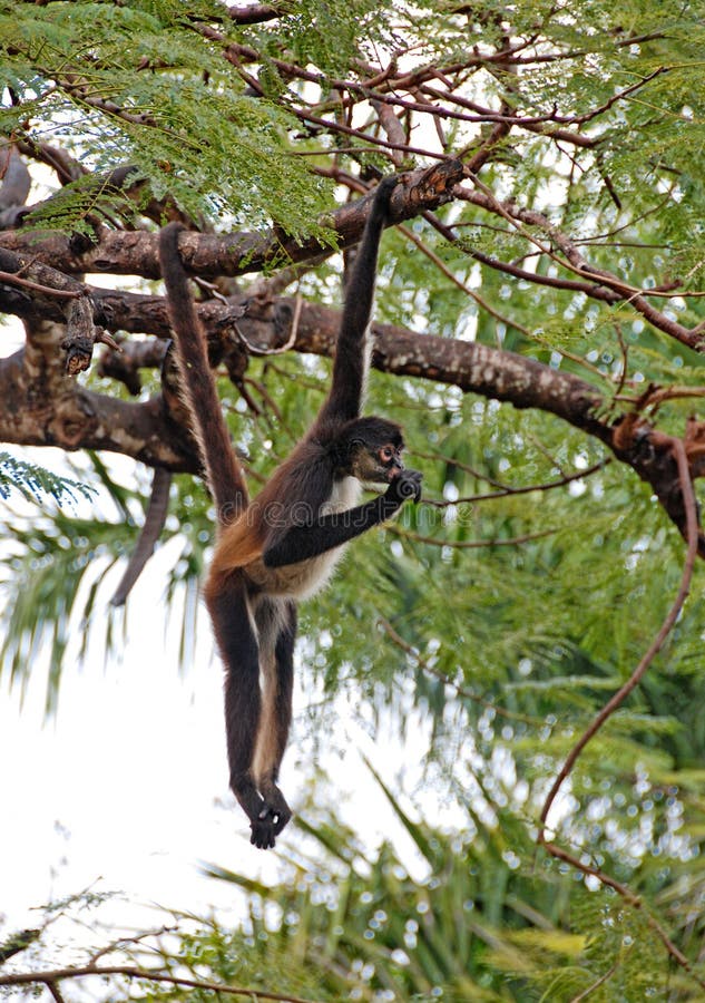 Macaco De Aranha Da América Central Imagem de Stock - Imagem de yucatan ...