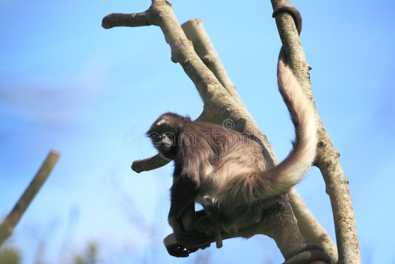 Aranha marrom grande foto de stock. Imagem de aracnida - 27390542