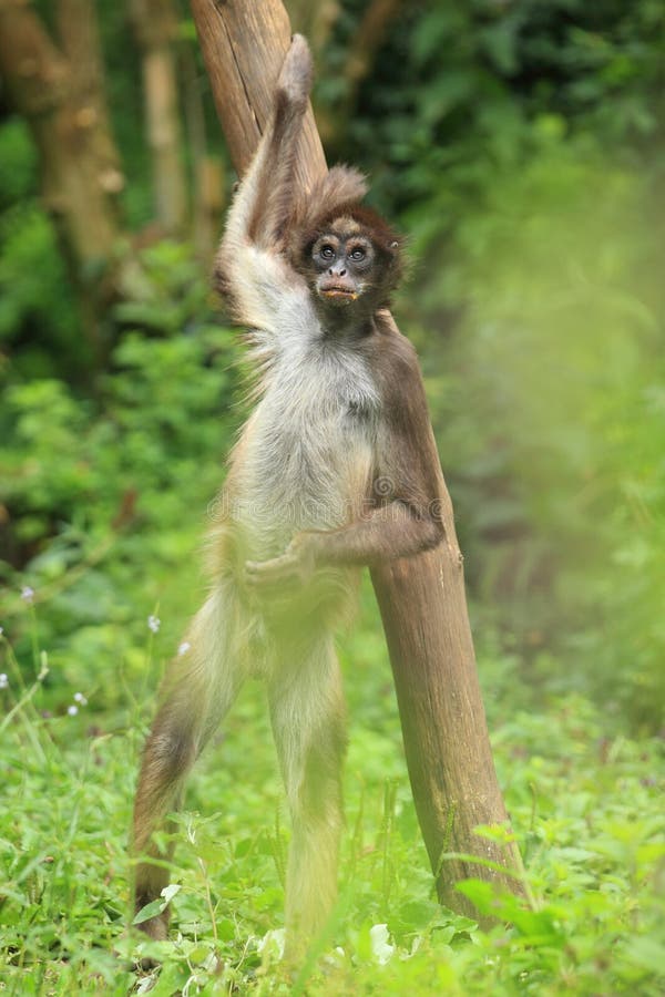 Macaco De Aranha Marrom Colombiano Foto de Stock - Imagem de posse ...