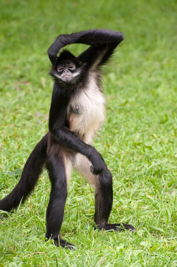 Macaco de aranha mexicano foto de stock. Imagem de pele - 20749002