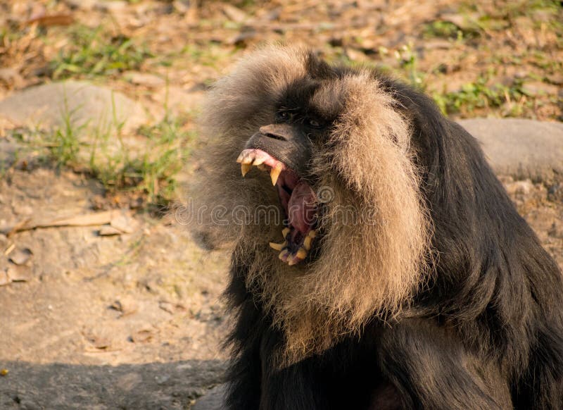Macaco De Cauda De Leão Com Boca Aberta Foto de Stock - Imagem de ...
