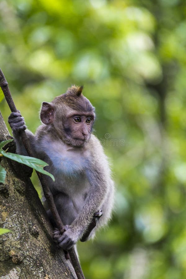 Macaco De Cauda Longa Do Balinese No Templo Do Macaco, Ubud Imagem de ...