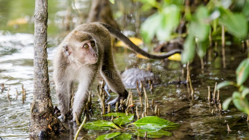 Macaco De Cauda Longa Selvagem Imagem de Stock - Imagem de querubins ...