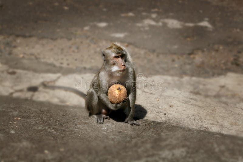 Macaco De Coco Macaca Fascicularis Imagem de Stock - Imagem de pequeno ...