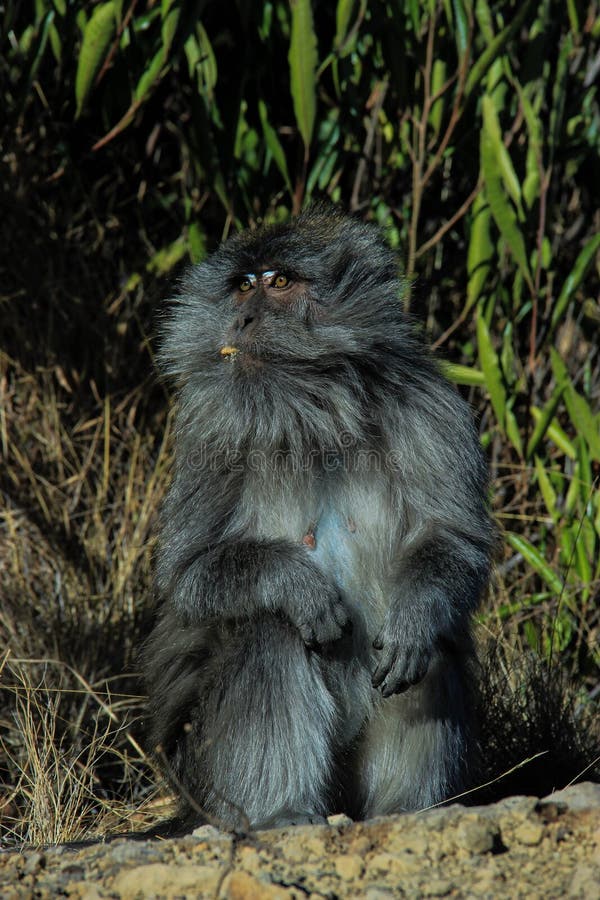 Macaco de cola larga foto de archivo. Imagen de animal - 262790842