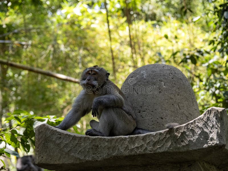 Macaco De Cola Larga, Macaca Fascicularis Ubud, Indonesia Foto de ...