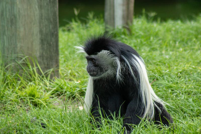 Macaco de colobus angolano foto de stock. Imagem de animal - 120447664
