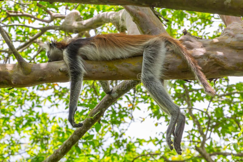Sono vermelho do macaco imagem de stock. Imagem de vermelho - 848561