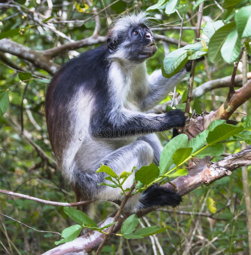 Macaco De Colobus Vermelho, Zanzibar Imagem de Stock - Imagem de ...
