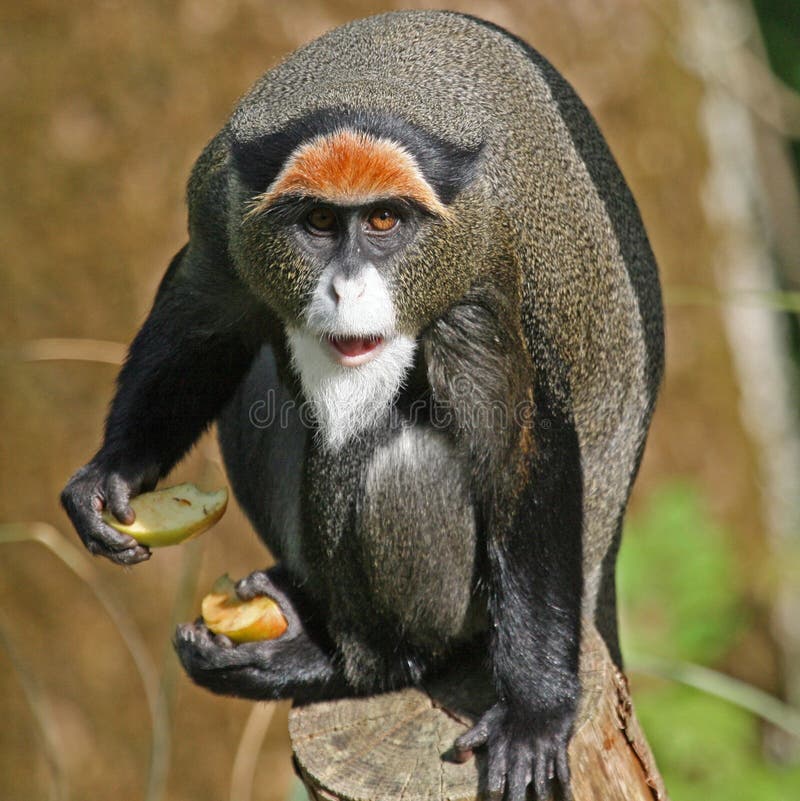 Macaco de De Brazza imagem de stock. Imagem de cerca - 14655351
