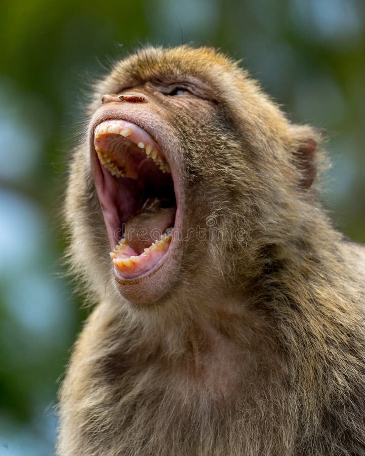 Babuíno De Bocejo Fotos De Stock - Baixe 56 Fotos Royalty Free