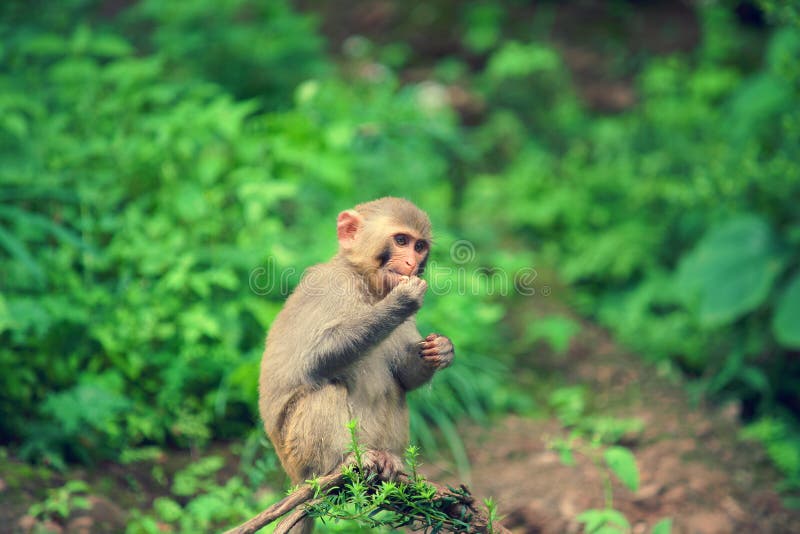 Macaco de la India imagen de archivo. Imagen de familia - 26167399