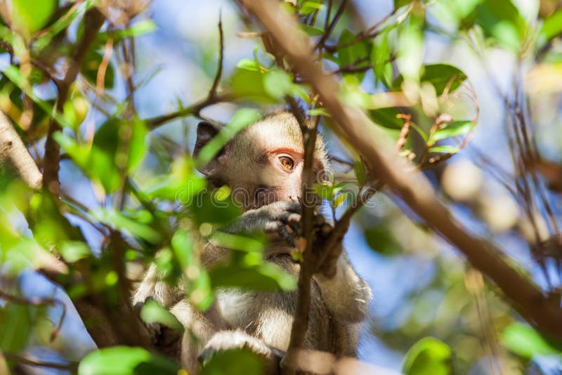 Macaco De La India En Un árbol Imagen de archivo - Imagen de hojas ...